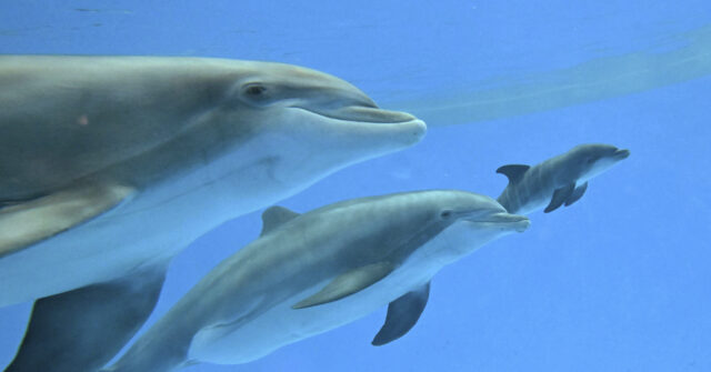 Video shows dolphin calf birth and first breath at Chicago zoo. Mom's friend helped - Breitbart