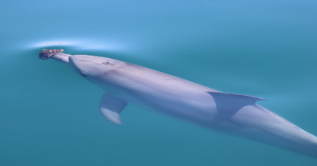 Some Australian dolphins use sponges to hunt fish, but it's harder than ...