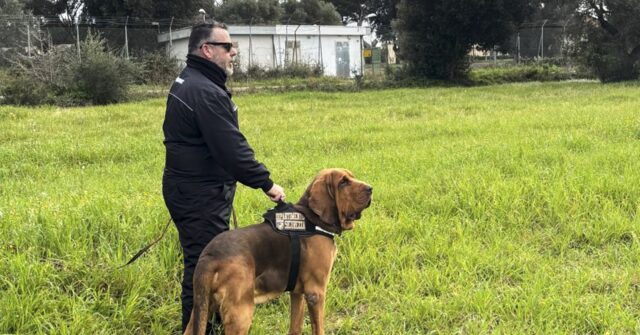 Italy outraged at killing of heroic police bloodhound, found dead after ...
