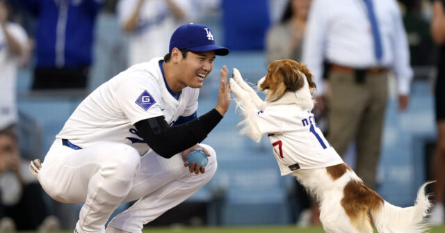 Shohei Ohtani co-writes children's book starring his dog Decoy - Breitbart