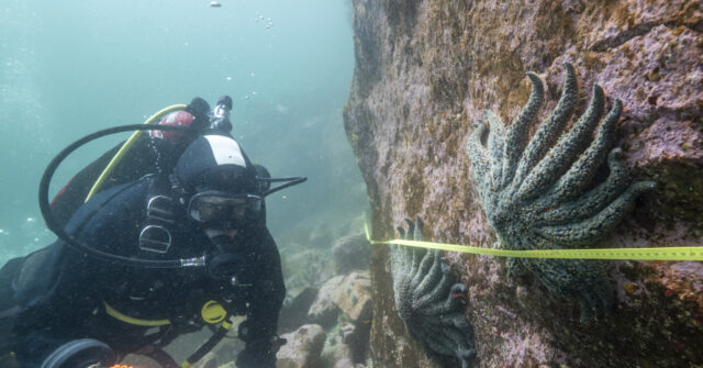 Scientists say they have solved the mystery of what killed more than 5 ...