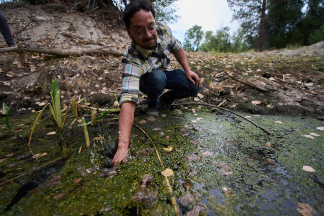 The call of a native frog is heard again in Southern California thanks ...