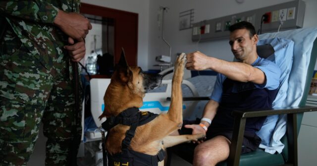 Colombian soldiers find solace in 'furry force' emotional support dogs ...