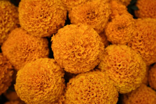 This orange flower cloaks Mexico during Day of the Dead. Climate change ...