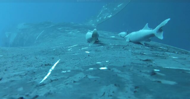 Rare footage shows sucker fish as they whale-surf in the ocean's ...