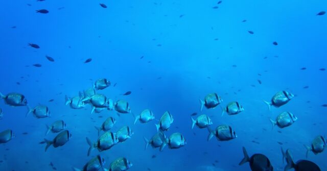 Deep-sea mining risks disrupting the marine food web, study warns ...