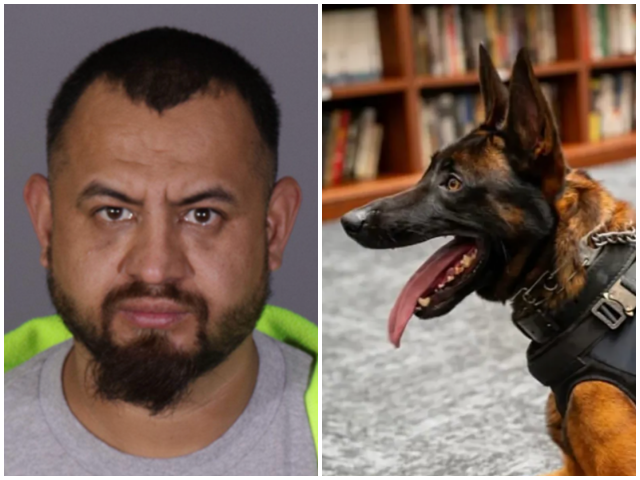 Sanctuary California: Illegal Accused of Killing K-9 Police Dog Named ...