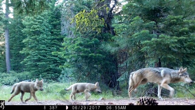 Wildlife crews stop actively searching for young wolves after livestock ...