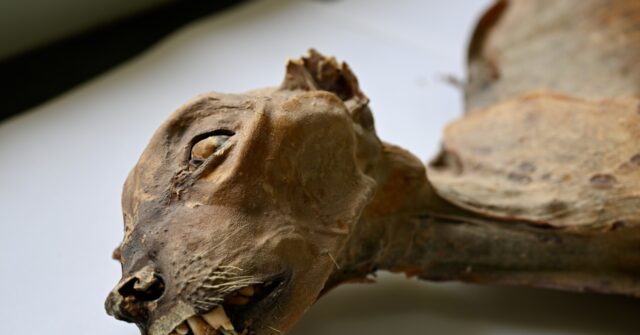 Mummified cheetahs found in Saudi caves shed light on lost populations ...