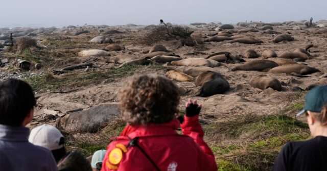 Elephant seals return to Año Nuevo State Park. Visitors watch battling ...