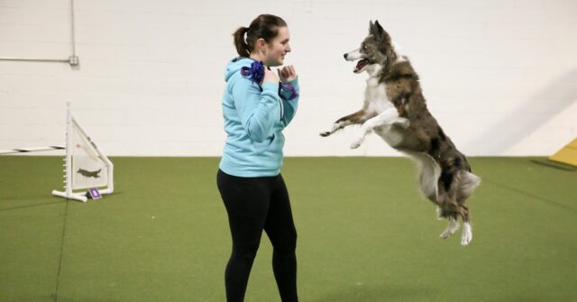 Wowed by the agility dogs at the Westminster show? A winning handler ...