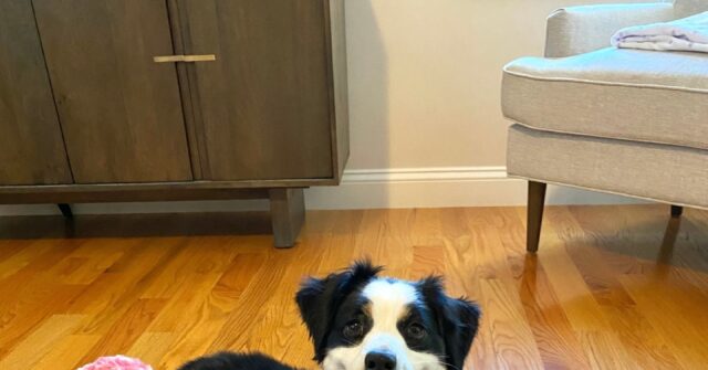 Some gifted dogs can learn new toy names by eavesdropping on owners ...