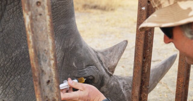 'Ridiculous' plan developed at Florida zoo saves wild rhino's eyesight ...