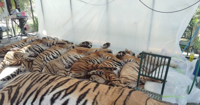 Thai officials say 72 tigers at tourist parks died of canine distemper ...