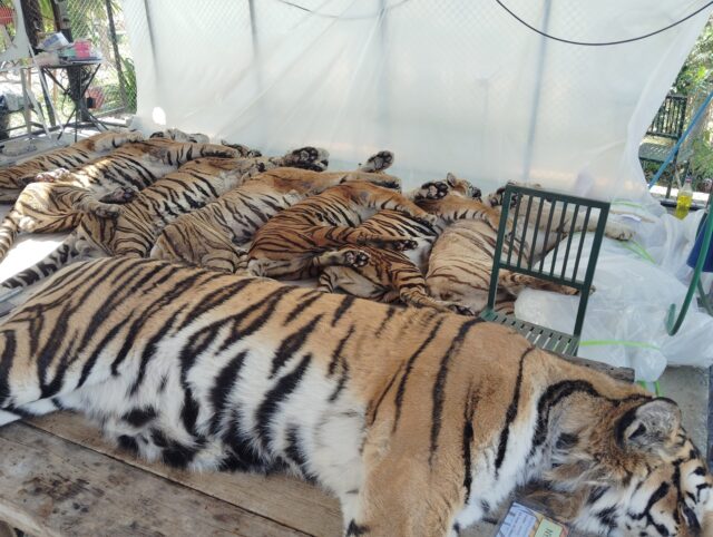 Thai officials say 72 tigers at tourist parks died of canine distemper ...