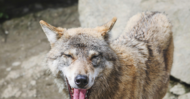 Police: Wolf Injures Toddler at Pennsylvania Zoo While Parents Were ...