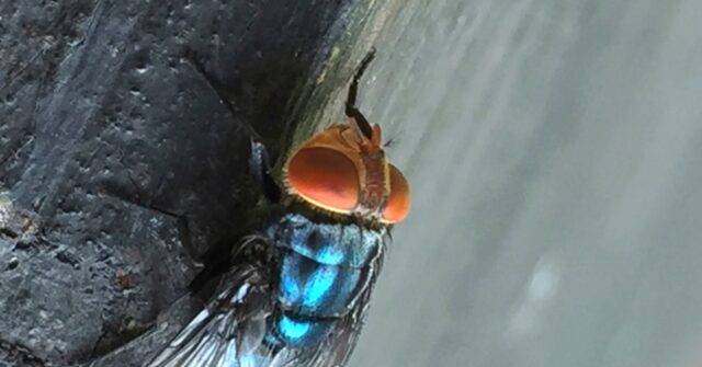 A screwworm fly that bedeviled cattle ranchers decades ago has returned ...