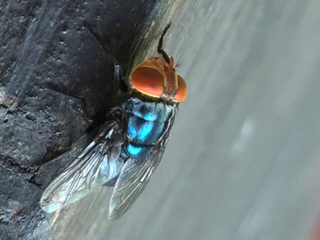 A screwworm fly that bedeviled cattle ranchers decades ago has returned ...